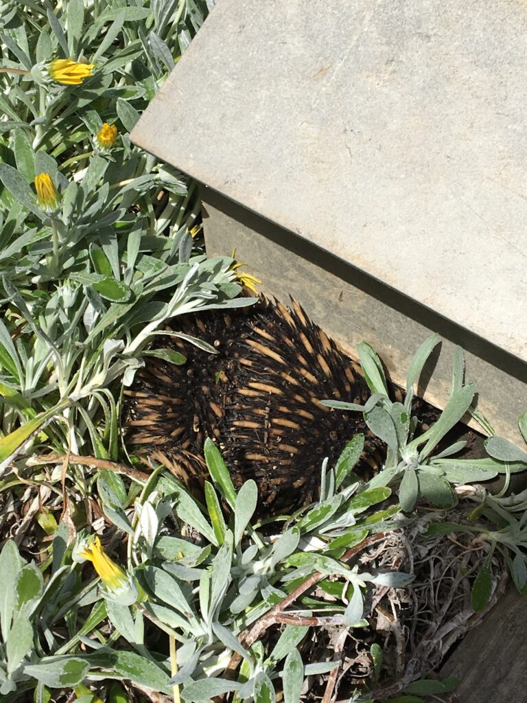 CLOSE TO HOME: ON WRITING THE ECHIDNA NEAR MY PLACE - Sue Whiting