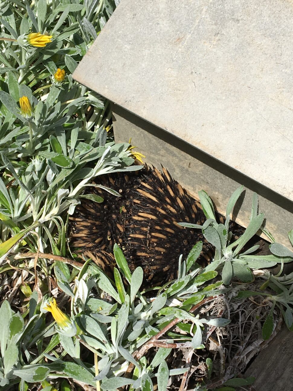 CLOSE TO HOME: ON WRITING THE ECHIDNA NEAR MY PLACE - Sue Whiting
